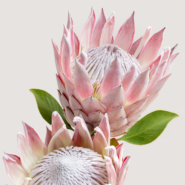 Protea 'Pink King' #24 of 25 - Eclectic Botanica