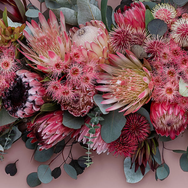 Proteas Mix Pano #5 of 25 Petite | Black Frame - Eclectic Botanica