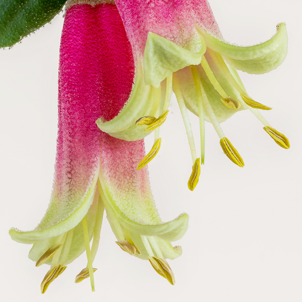 Correa ‘Canberra Bells’ - Eclectic Botanica