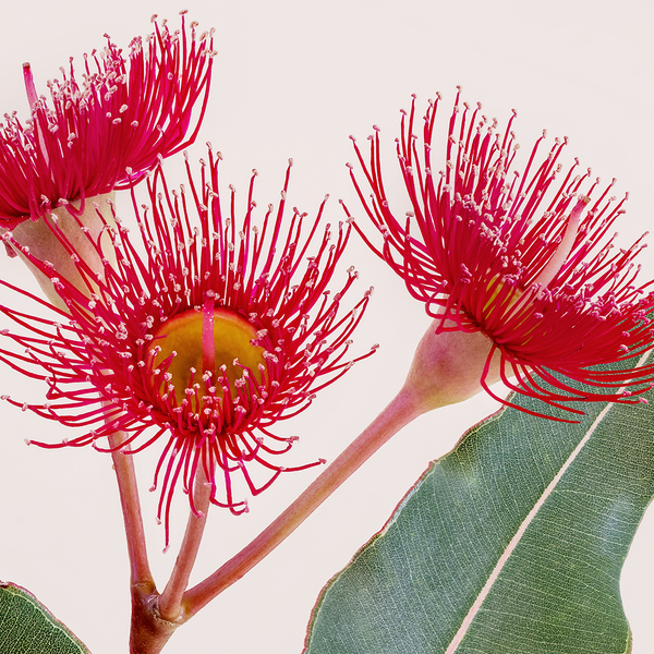 Corymbia hybrid ‘Summer Red’ - Eclectic Botanica