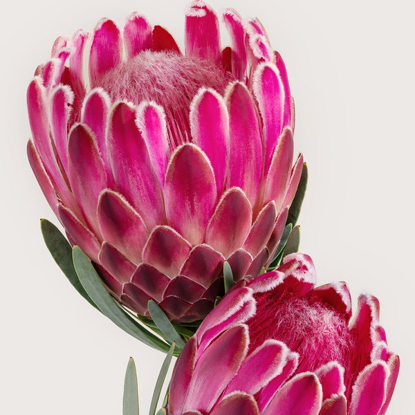 Protea 'Venus' - Eclectic Botanica